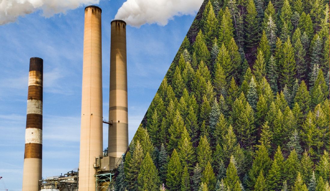 Carbon Removal vs Carbon Avoidance Projects · Abatable