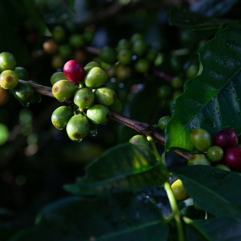 Abatable · End-to-end carbon market solutions