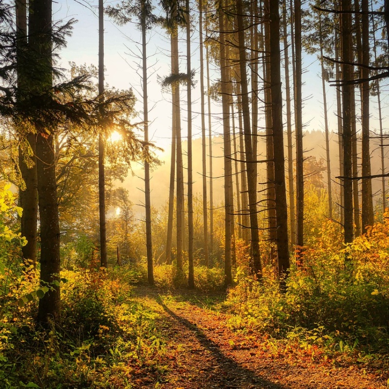 Abatable · End-to-end carbon market solutions